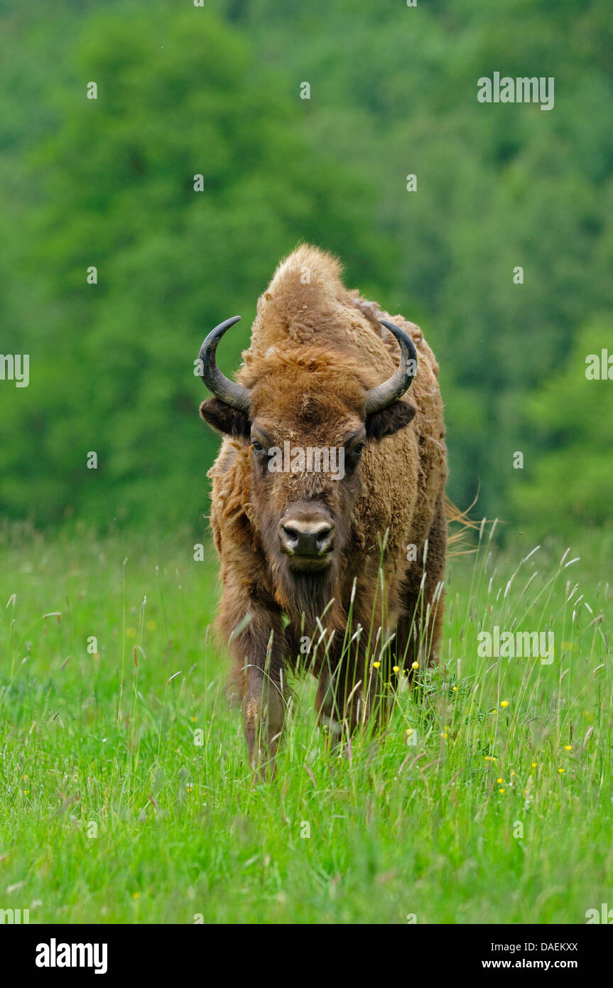 European bison, wisent (Bison bonasus), lowland wisent standing in high ...