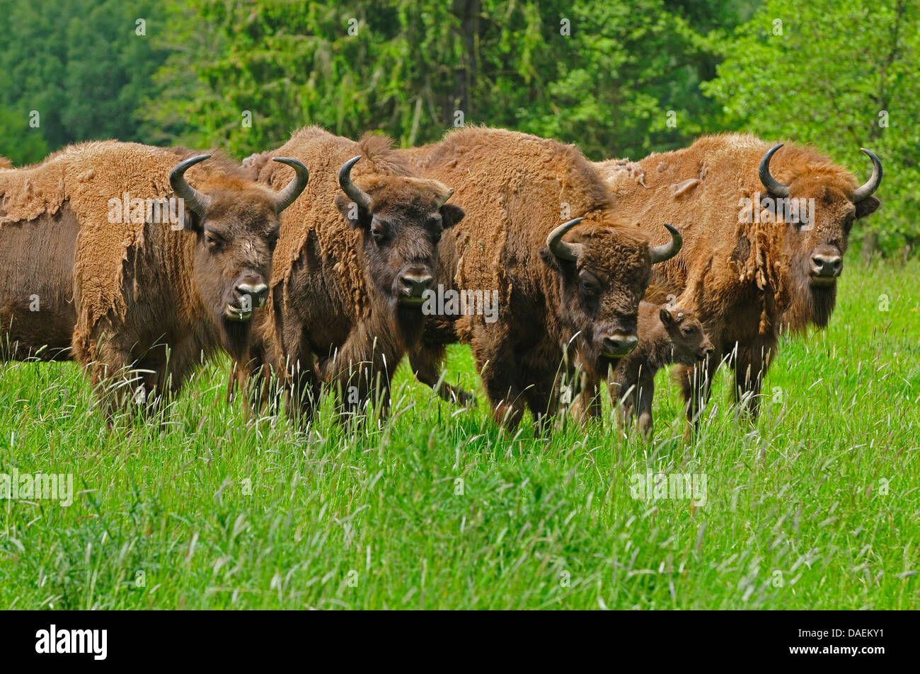 Wisent bison grass hi-res stock photography and images - Alamy