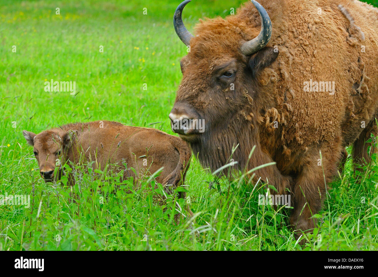 Wisent bison grass hi-res stock photography and images - Alamy
