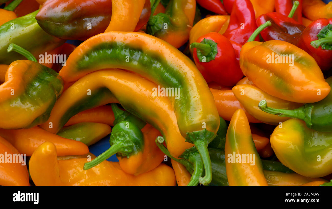 Multicolored bell peppers hi-res stock photography and images - Alamy