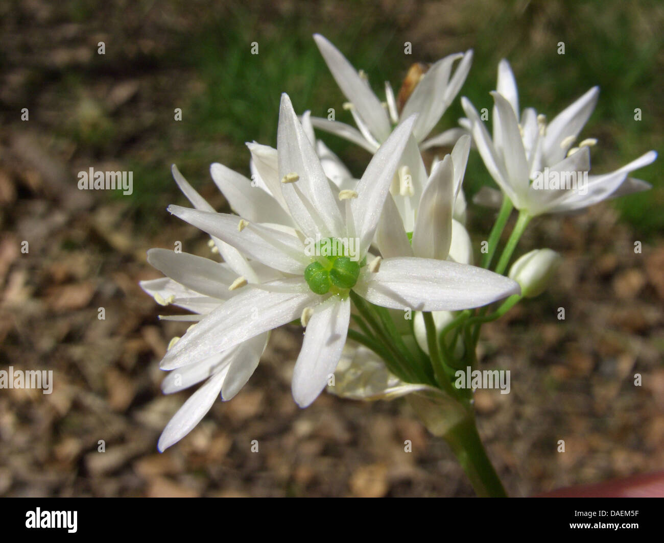 ramsons, buckrams, wild garlic, broad-leaved garlic, wood garlic, bear ...