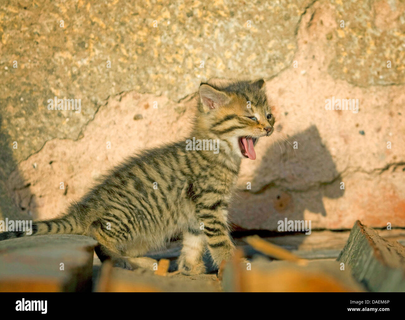 domestic cat, house cat (Felis silvestris f. catus), striped kitty ...