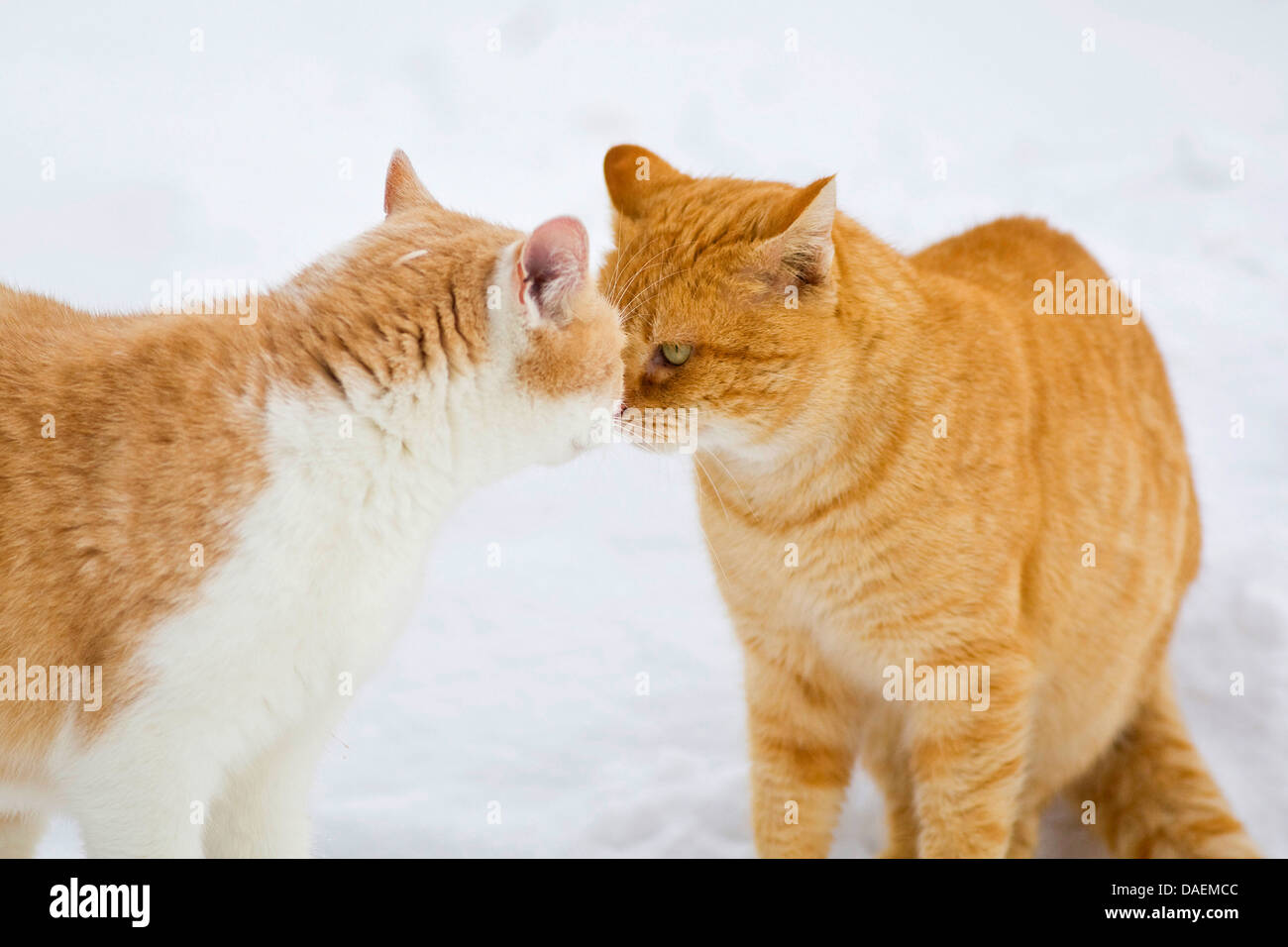 Two cats standing opposite hi-res stock photography and images - Alamy
