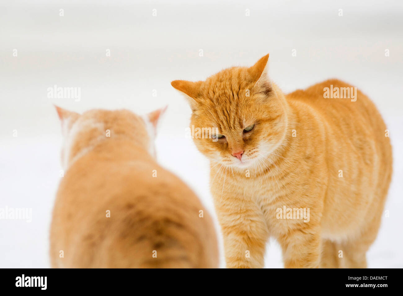 Two cats standing opposite hi-res stock photography and images - Alamy