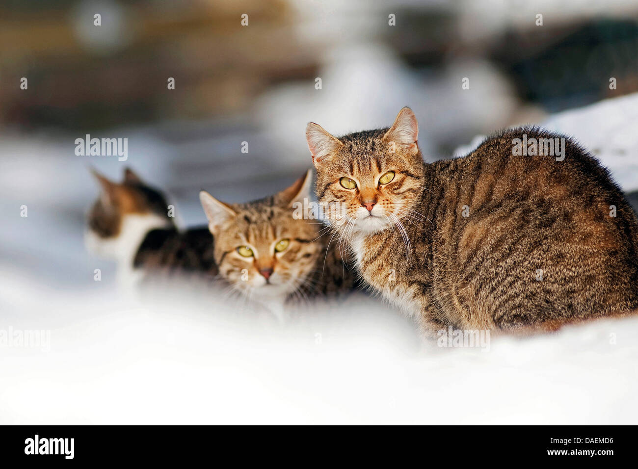 Three cats hi-res stock photography and images - Alamy
