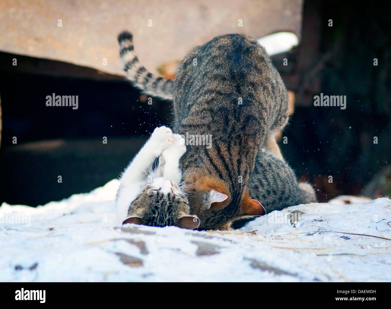 Romping Cat High Resolution Stock Photography and Images - Alamy