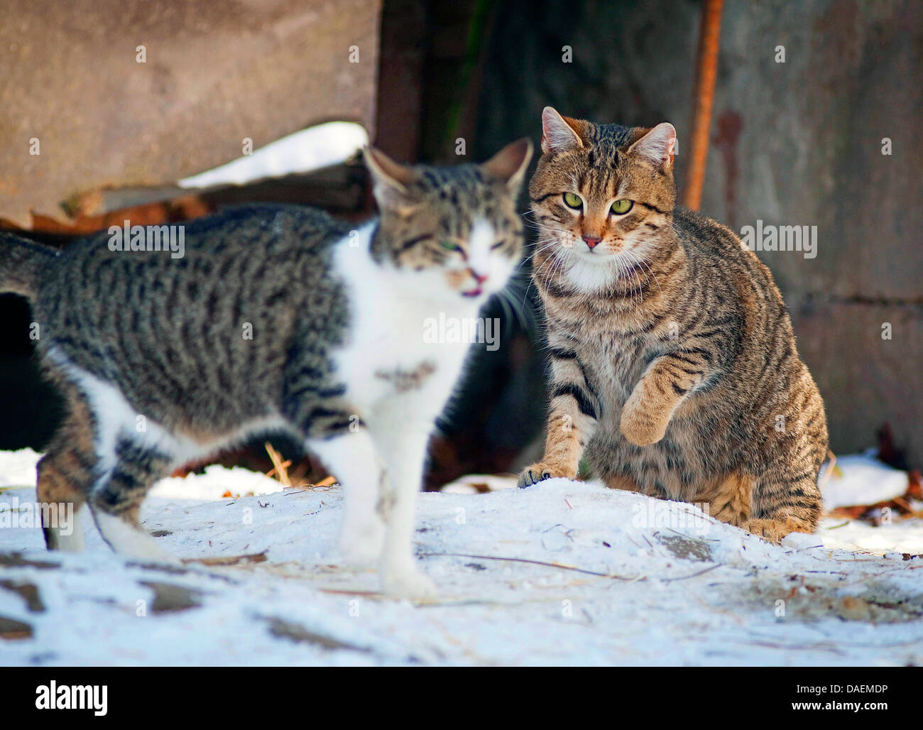 Two domestic cats walking together hi-res stock photography and images ...