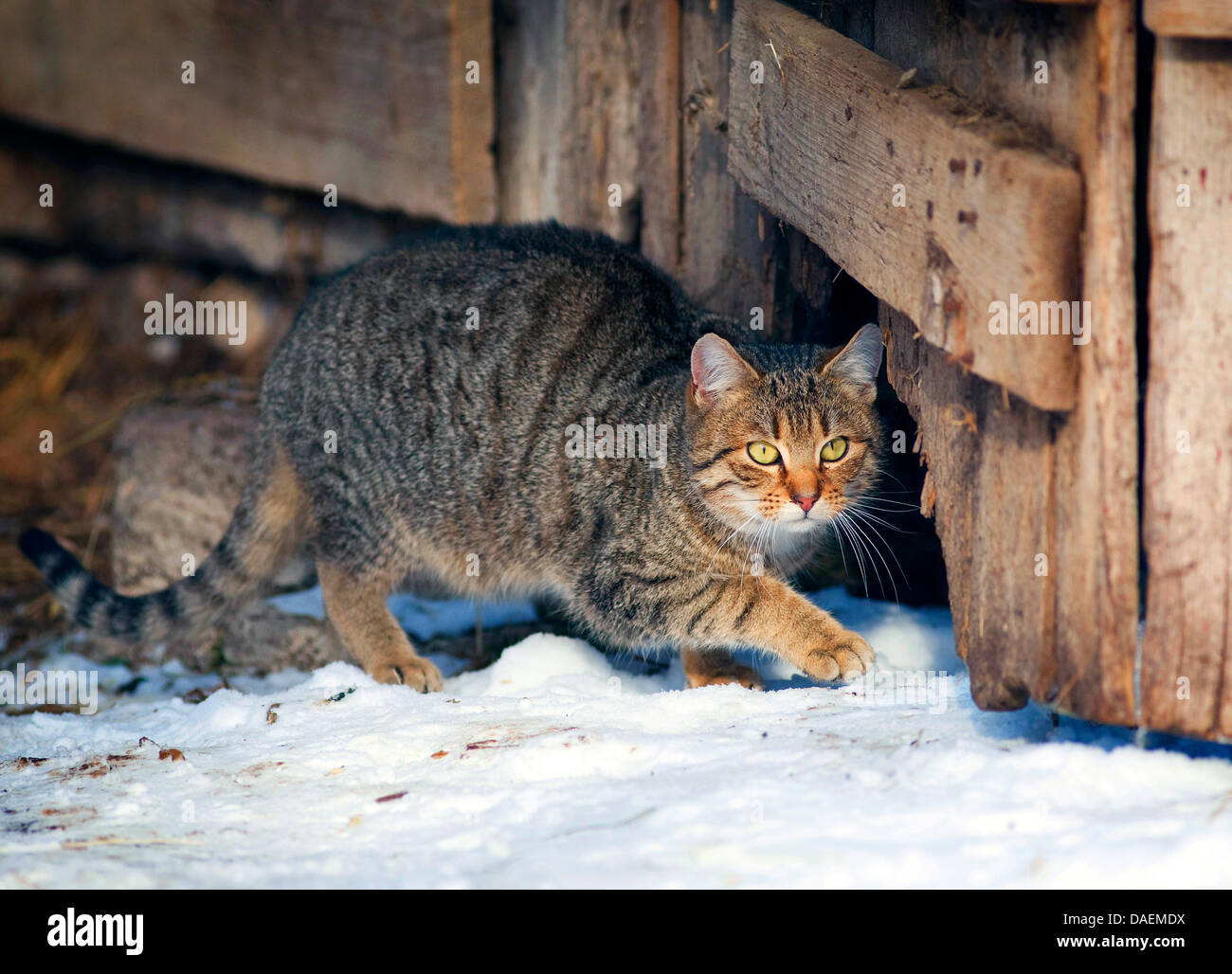 Cat through cat door hi-res stock photography and images - Alamy
