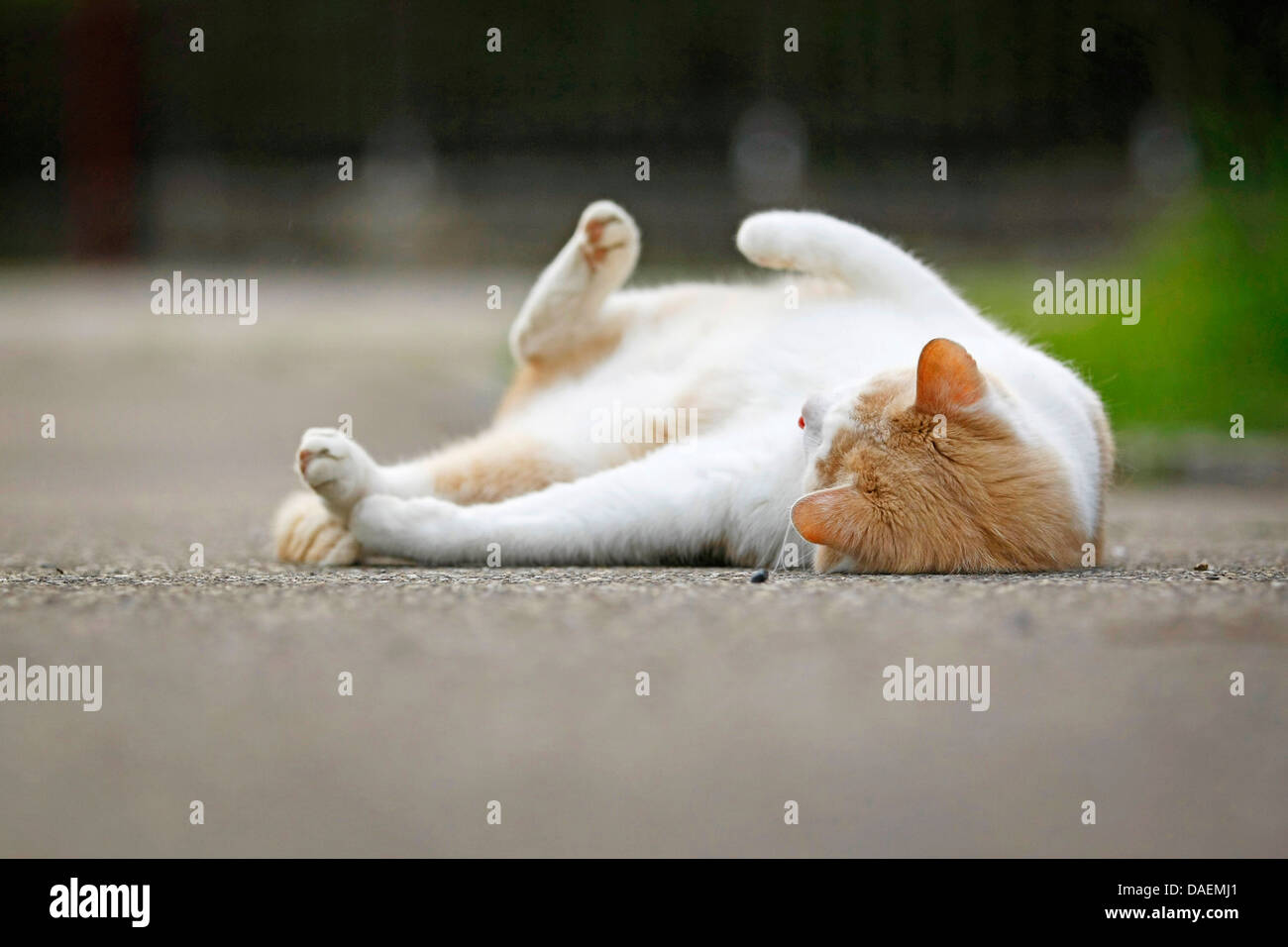 domestic cat, house cat (Felis silvestris f. catus), lolling, Germany ...