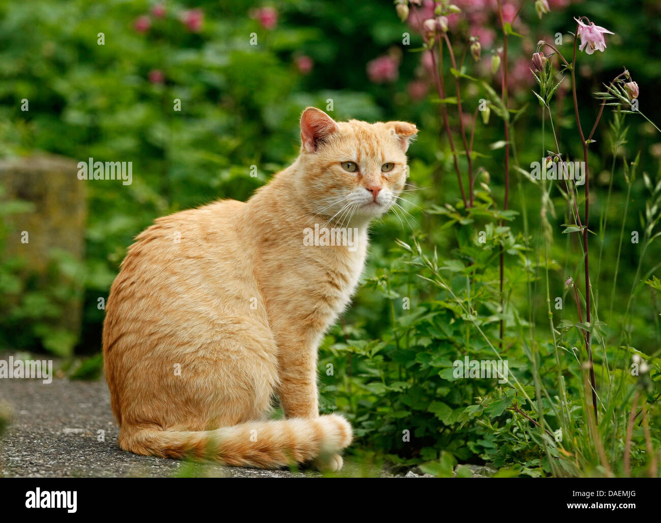 Red striped tomcat sitting in the garden hi-res stock photography and ...