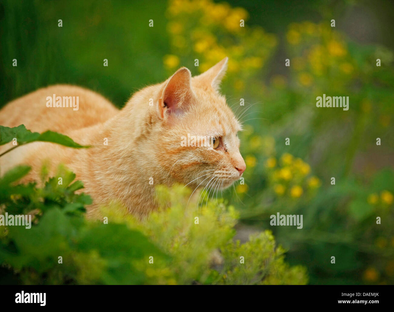 Red striped tomcat lying in ambush hi-res stock photography and images ...