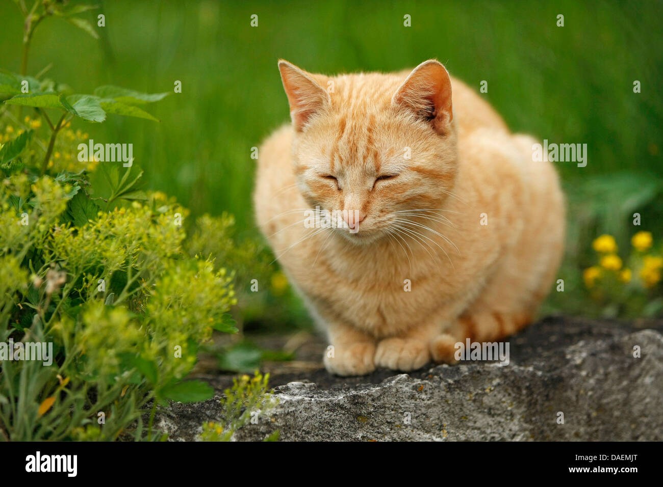 Tired tomcat hi-res stock photography and images - Alamy
