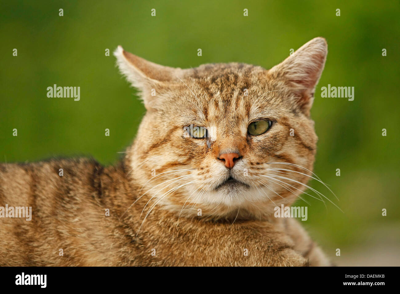 domestic cat, house cat (Felis silvestris f. catus), old brown striped ...