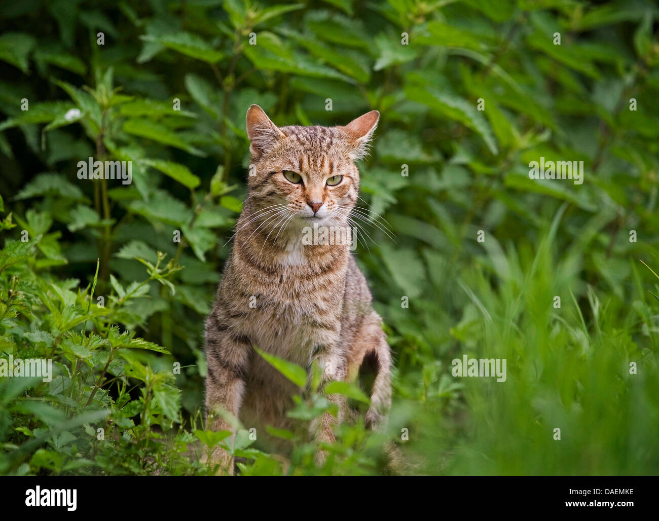 Grey tomcat hi-res stock photography and images - Alamy
