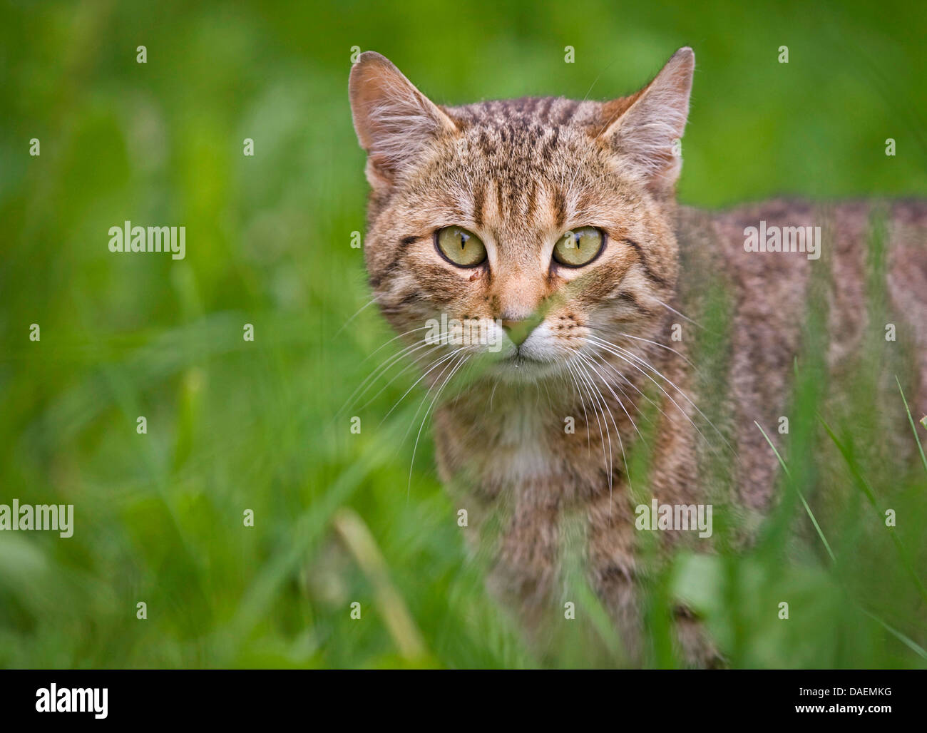 domestic cat, house cat (Felis silvestris f. catus), brown striped ...