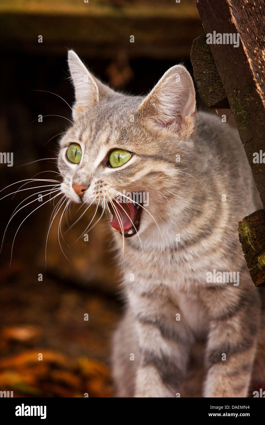 domestic cat, house cat (Felis silvestris f. catus), snarling disgusted ...
