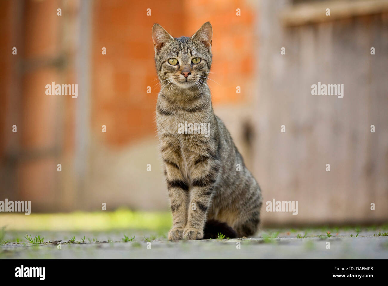 Striped the tomcat hi-res stock photography and images - Alamy