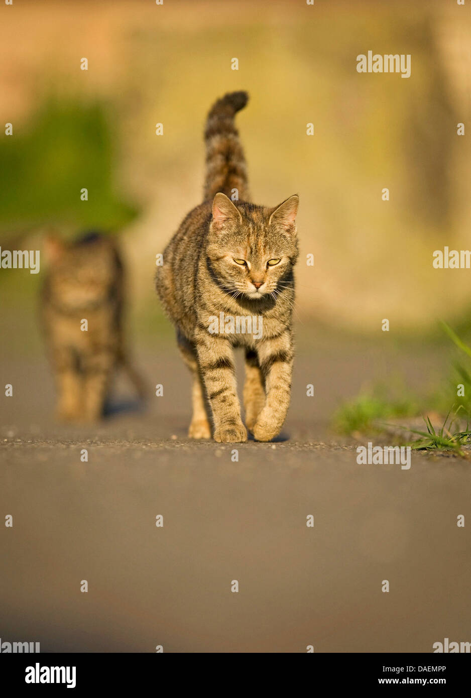 domestic cat, house cat (Felis silvestris f. catus), two house cats ...