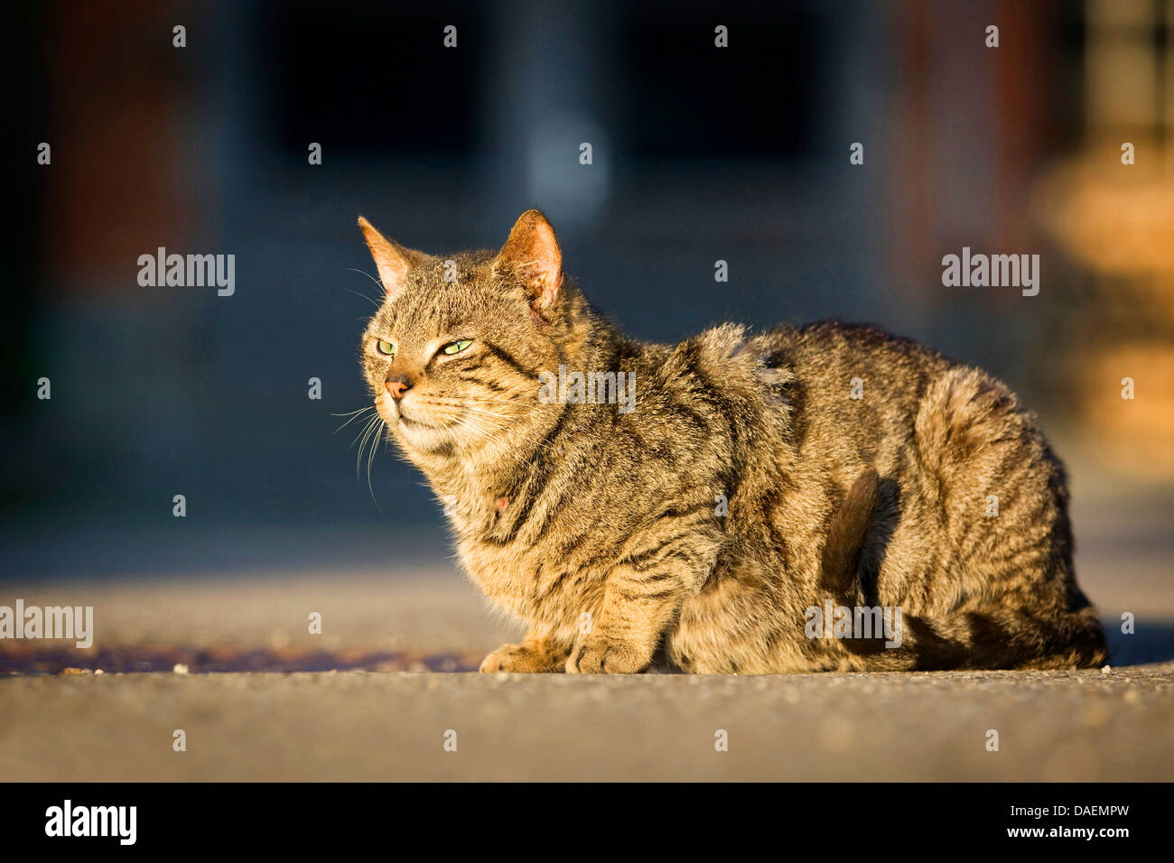 domestic cat, house cat (Felis silvestris f. catus), old brown striped ...