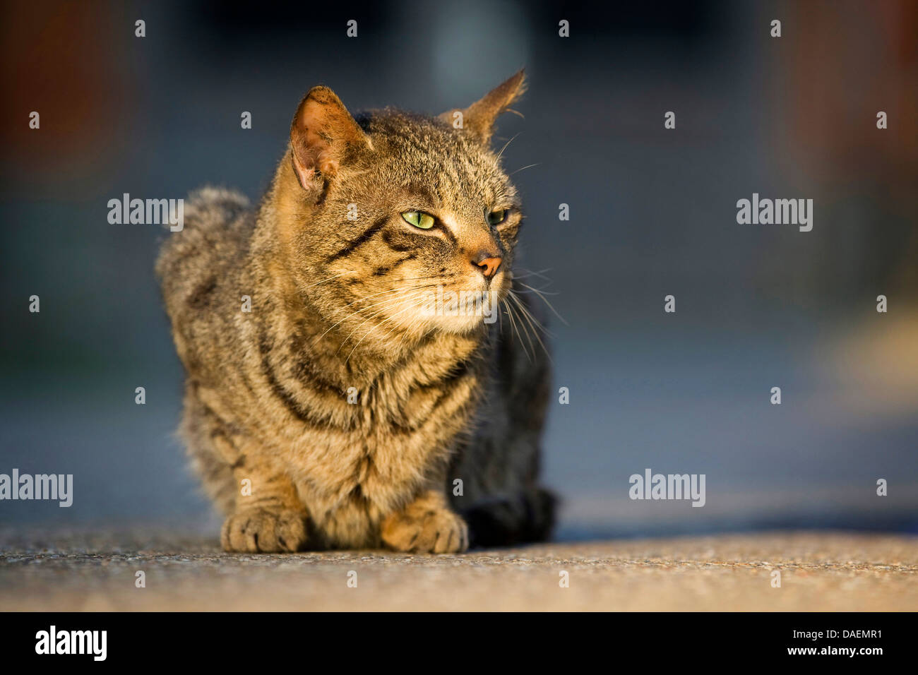 domestic cat, house cat (Felis silvestris f. catus), cowering, Germany ...