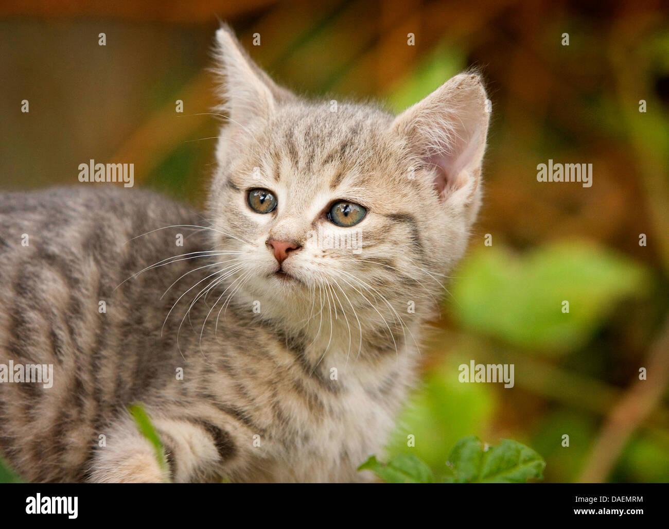 Cat in bush hi-res stock photography and images - Alamy
