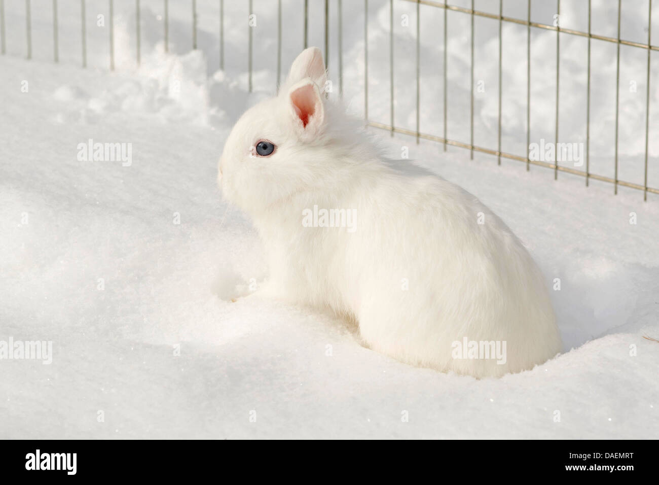 dwarf rabbit (Oryctolagus cuniculus f. domestica), white rabbit sitting ...