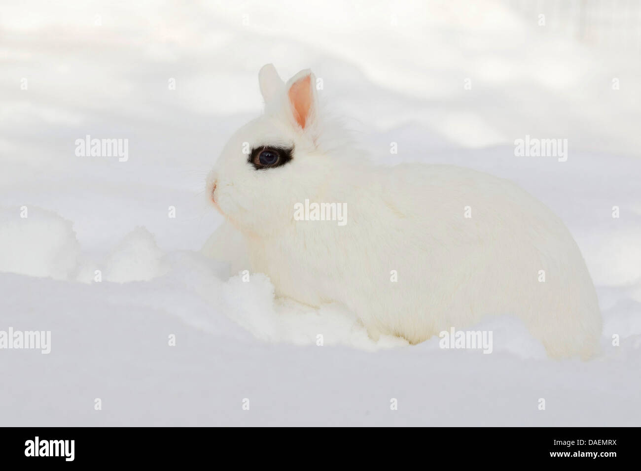 Lionhead rabbit (Oryctolagus cuniculus f. domestica), white with dark ...