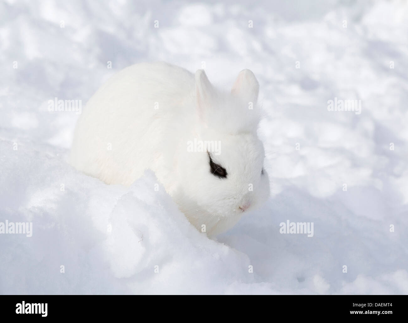 Lionhead rabbit (Oryctolagus cuniculus f. domestica), white rabbit with ...