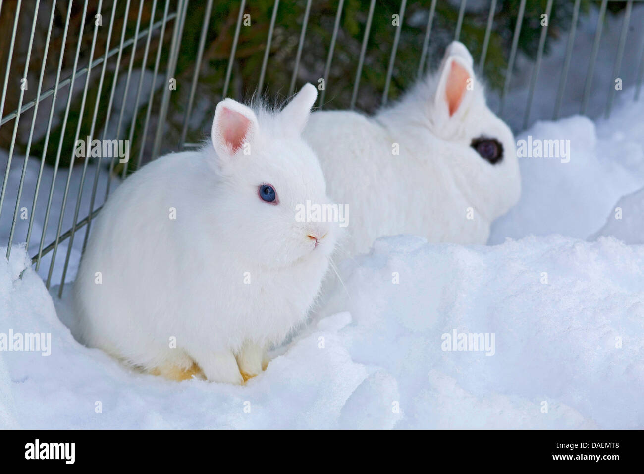 dwarf rabbit (Oryctolagus cuniculus f. domestica), two white rabbits ...