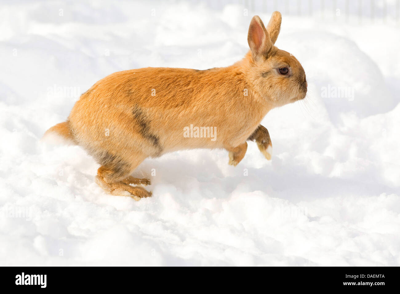 dwarf rabbit (Oryctolagus cuniculus f. domestica), scampering through ...