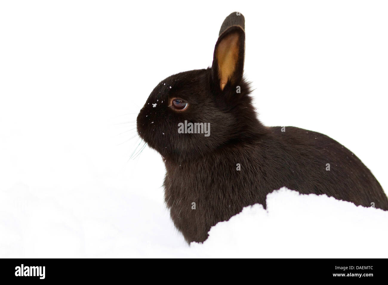 dwarf rabbit (Oryctolagus cuniculus f. domestica), black rabbit sitting ...