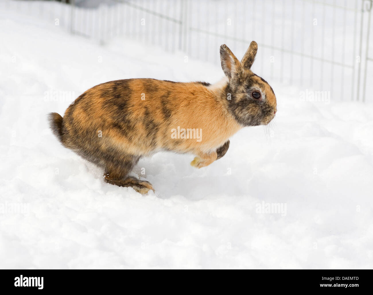 dwarf rabbit (Oryctolagus cuniculus f. domestica), scampering through ...