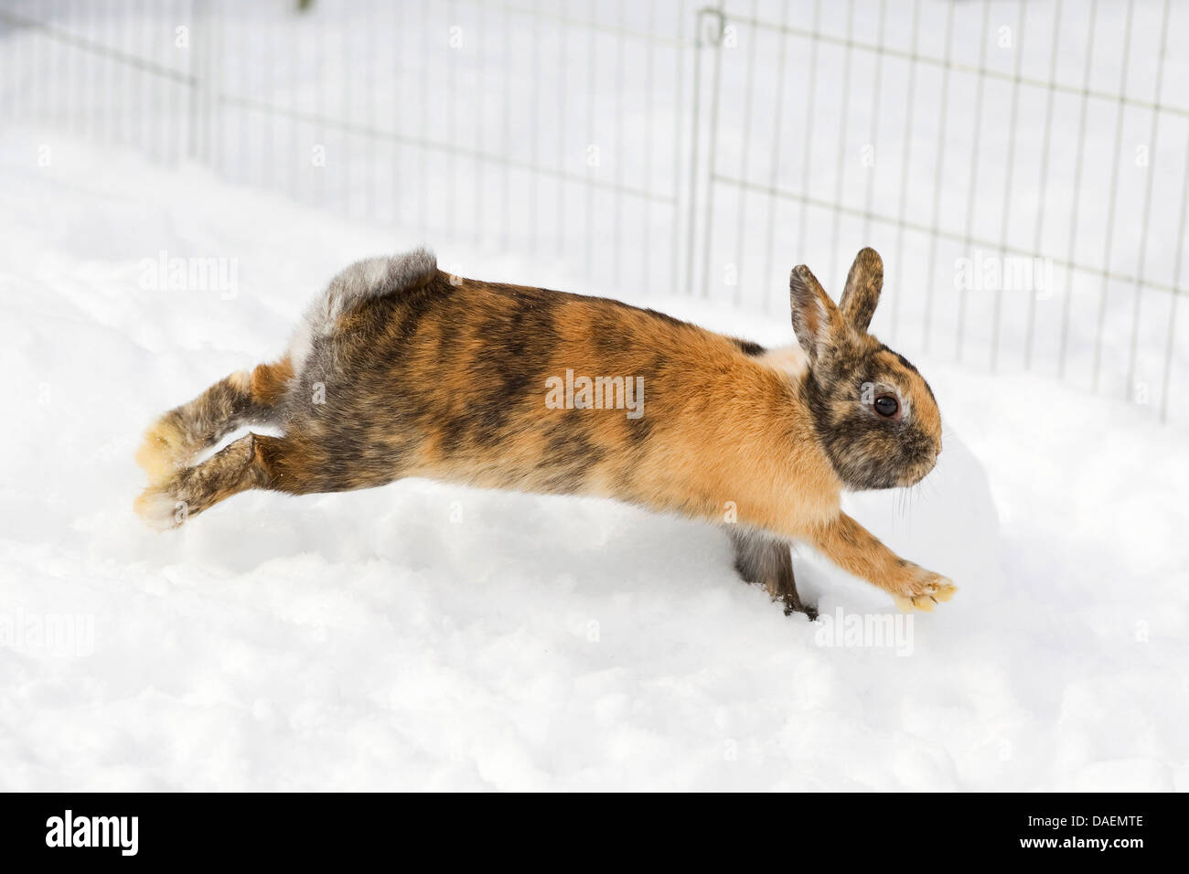 dwarf rabbit (Oryctolagus cuniculus f. domestica), scampering through ...