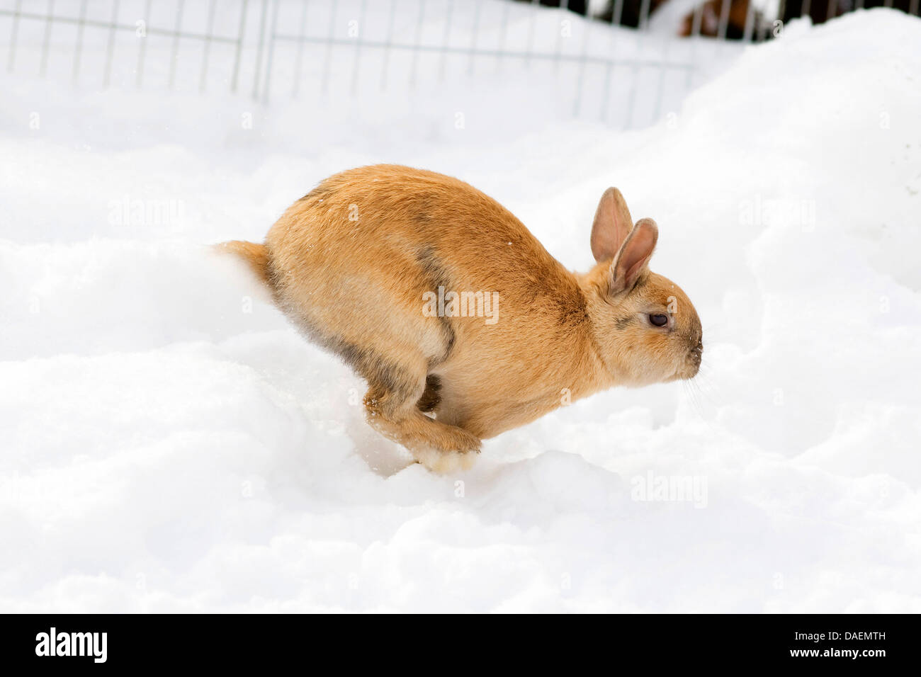 dwarf rabbit (Oryctolagus cuniculus f. domestica), scampering through ...