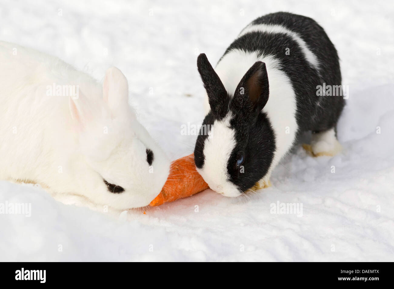 dwarf rabbit (Oryctolagus cuniculus f. domestica), two rabbits sitting ...