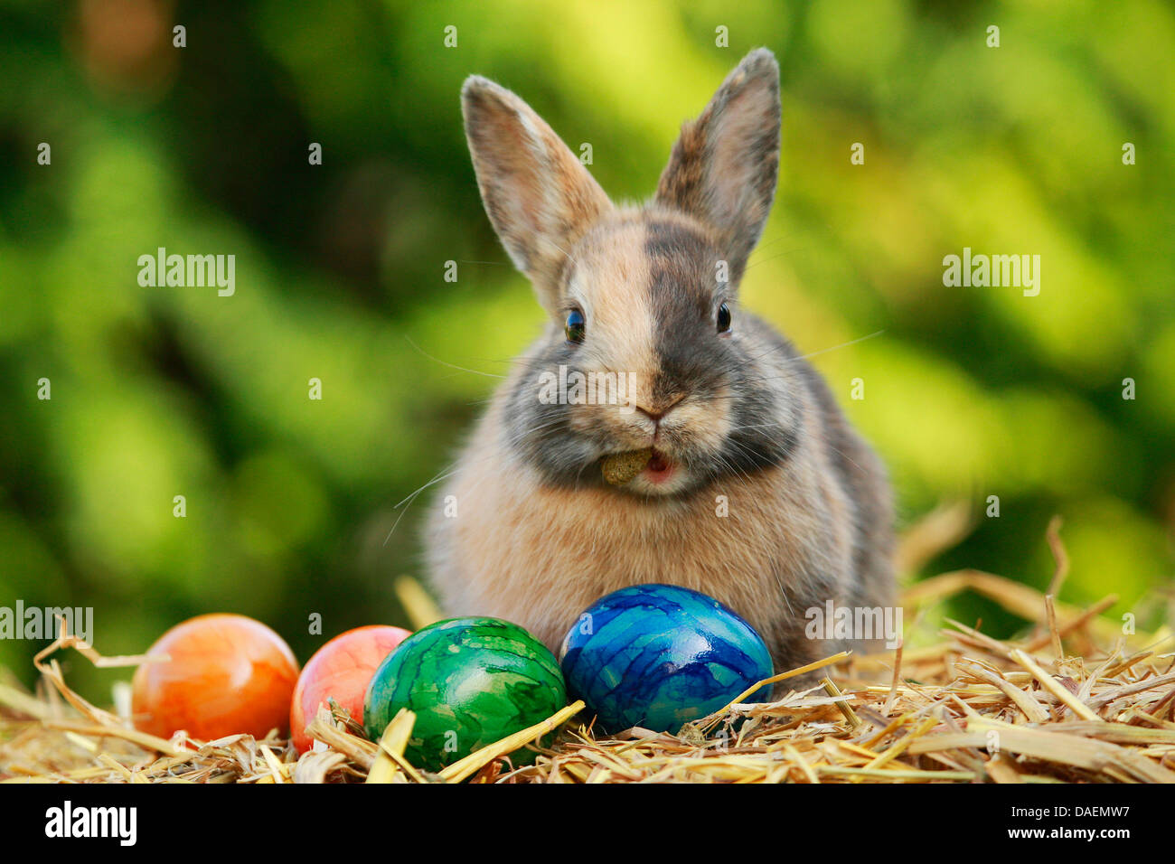 dwarf rabbit (Oryctolagus cuniculus f. domestica), sitting on straw ...