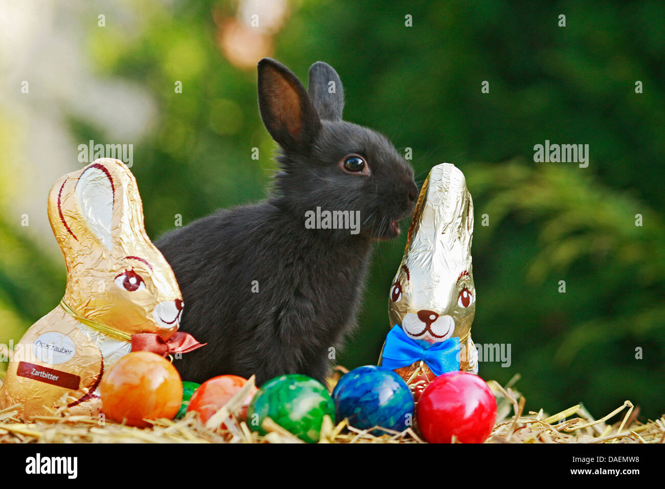 dwarf rabbit (Oryctolagus cuniculus f. domestica), sitting on straw ...