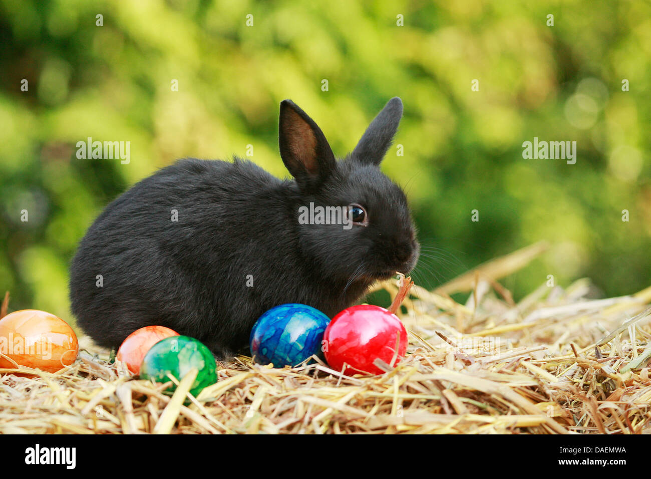 dwarf rabbit (Oryctolagus cuniculus f. domestica), sitting on straw ...