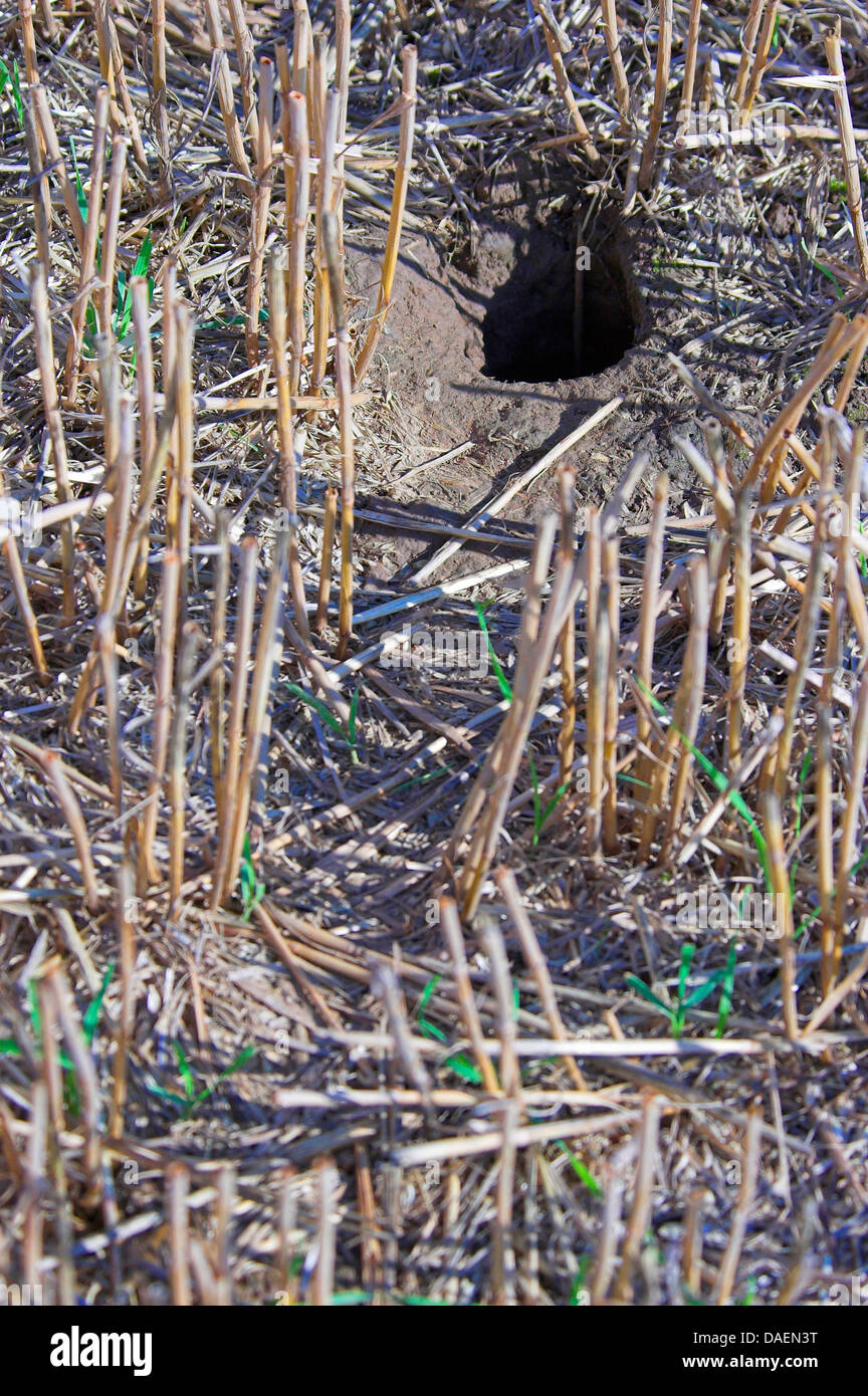 common hamster, black-bellied hamster (Cricetus cricetus), den in a ...