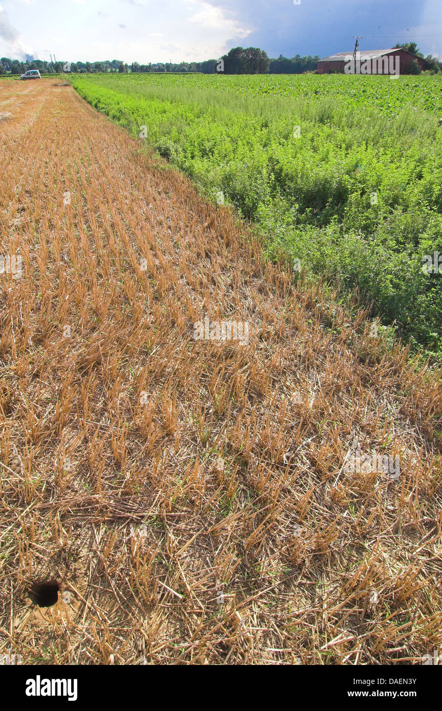 Wild hamster den hi-res stock photography and images - Alamy