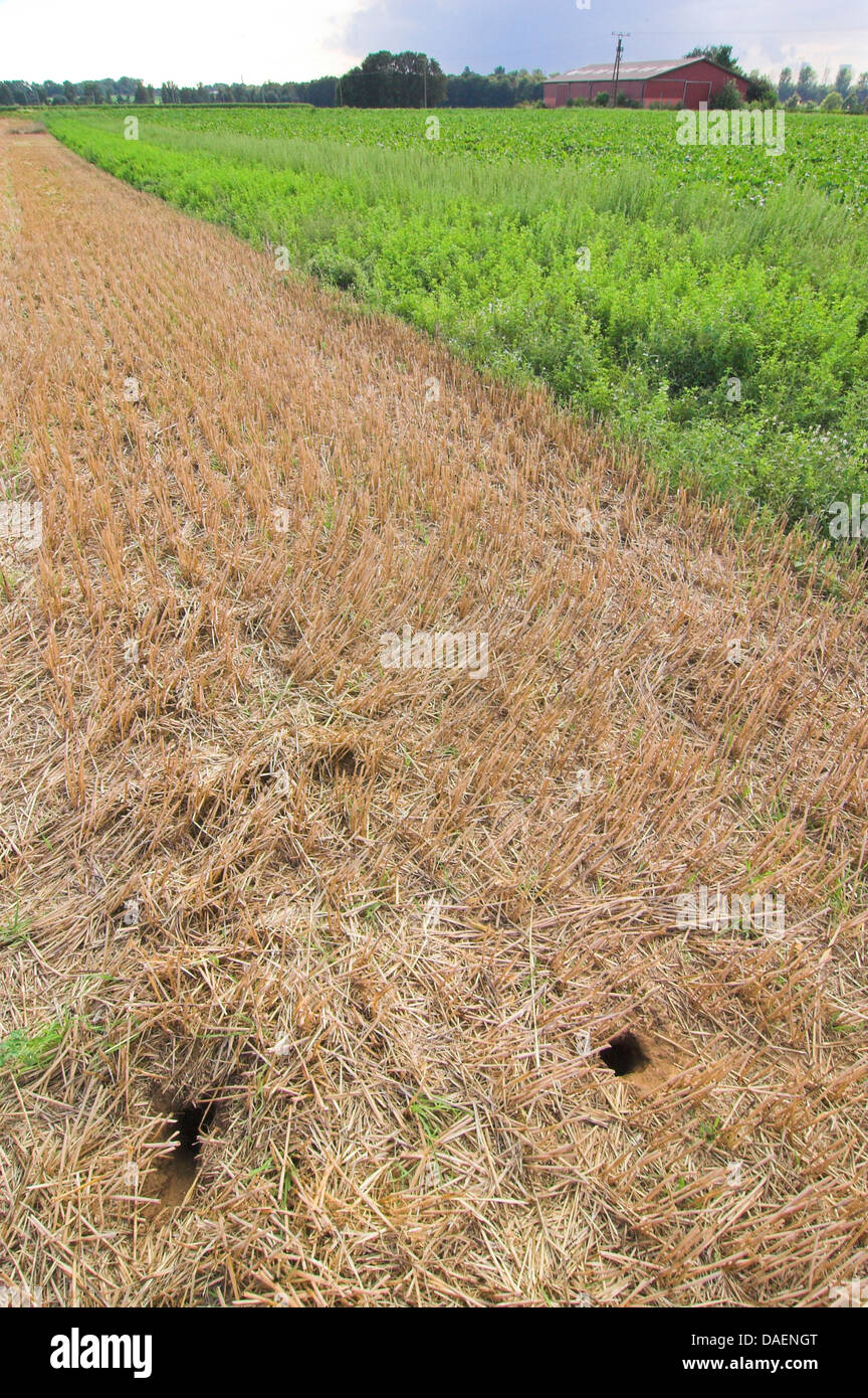 Hamster hole hi-res stock photography and images - Alamy