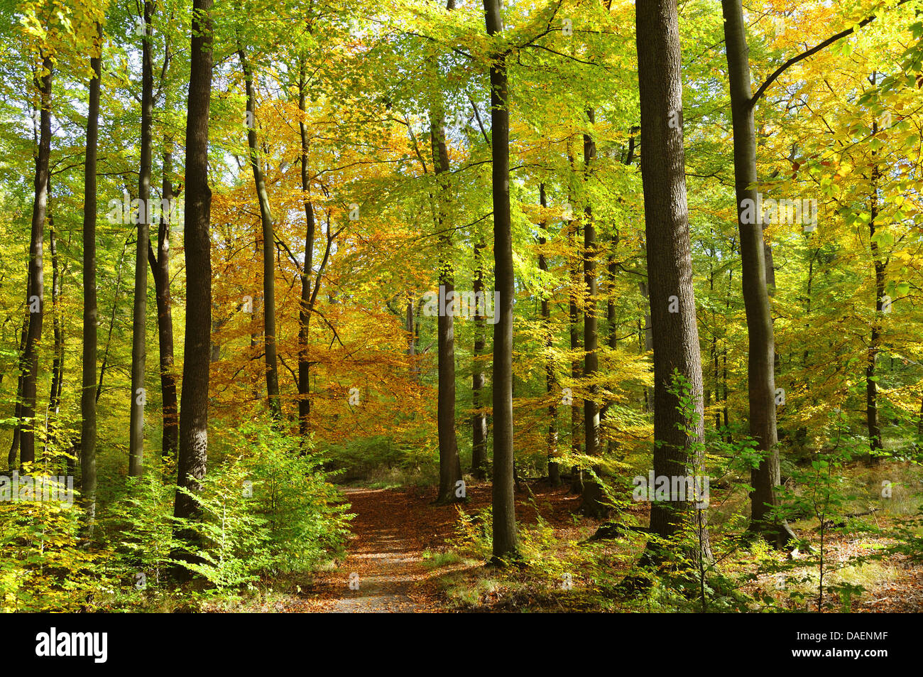 forest path in an autumn wood, Germany Stock Photo - Alamy