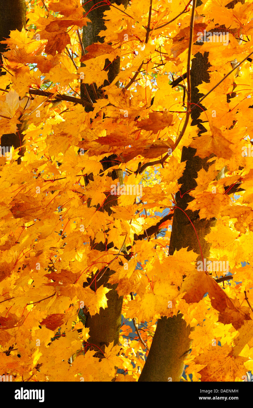Fall Foliage Norway Maple Trees High Resolution Stock Photography and ...