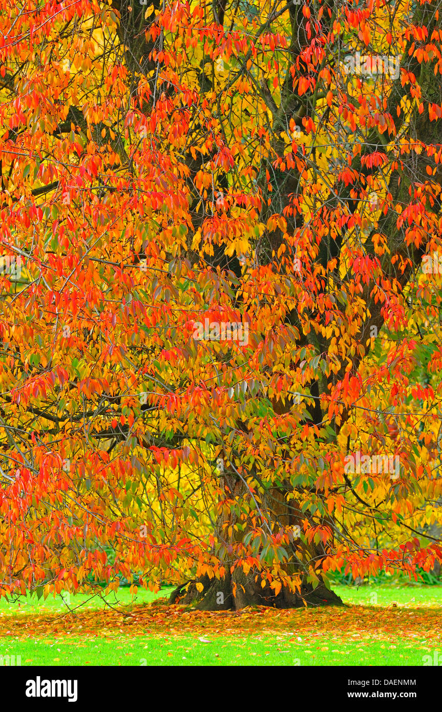 Cherry tree in autumn colours hi-res stock photography and images - Alamy