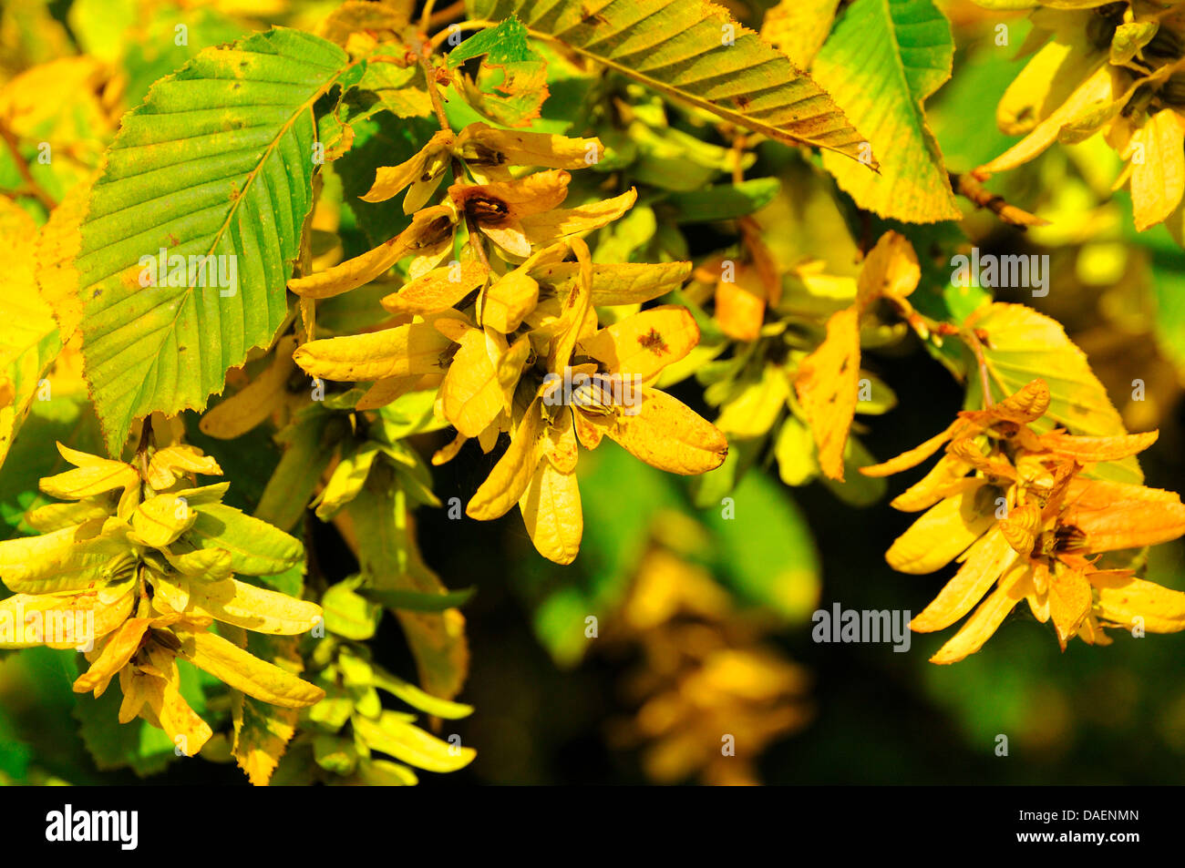 common hornbeam, European hornbeam (Carpinus betulus), infructescences ...