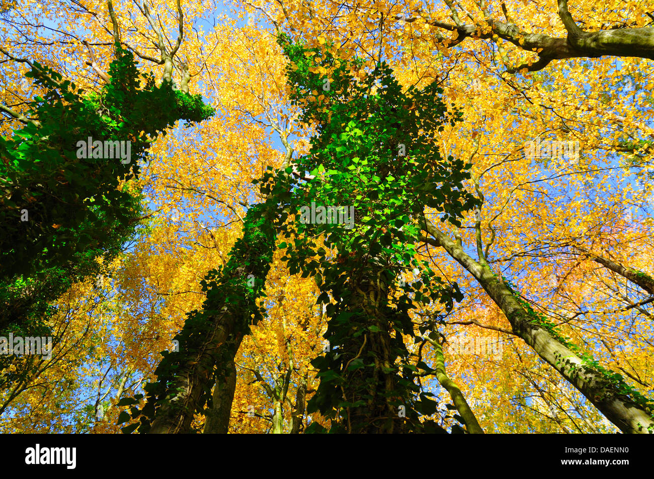 English ivy, common ivy (Hedera helix), view of tree crown from below ...