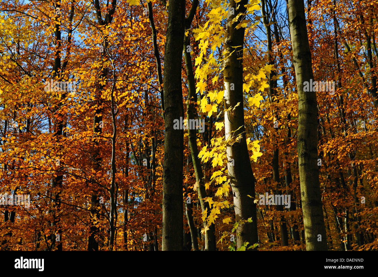 Fall foliage norway maple trees hi-res stock photography and images - Alamy