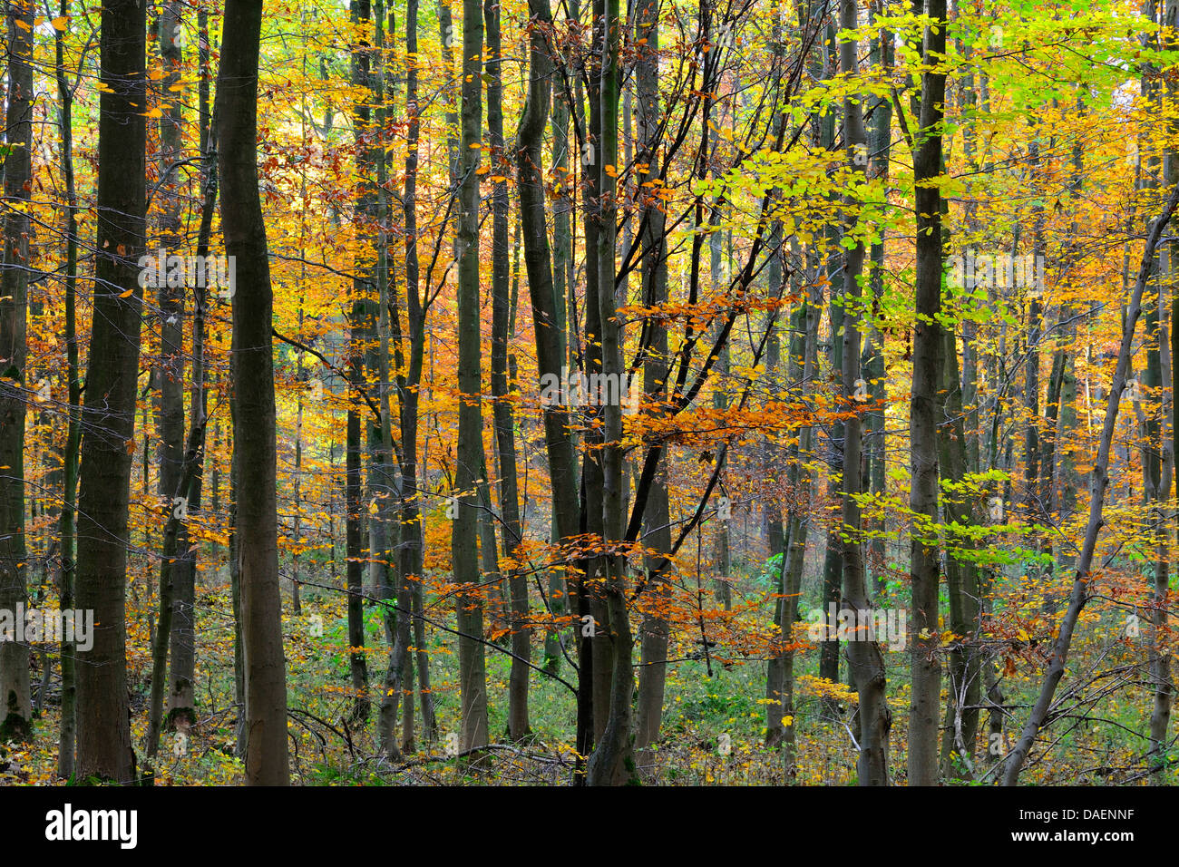 Wood germany hi-res stock photography and images - Alamy