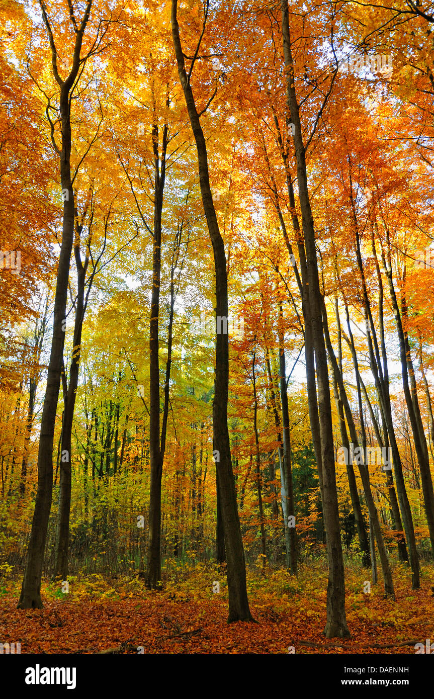 autumn wood in sunlight, Germany Stock Photo - Alamy