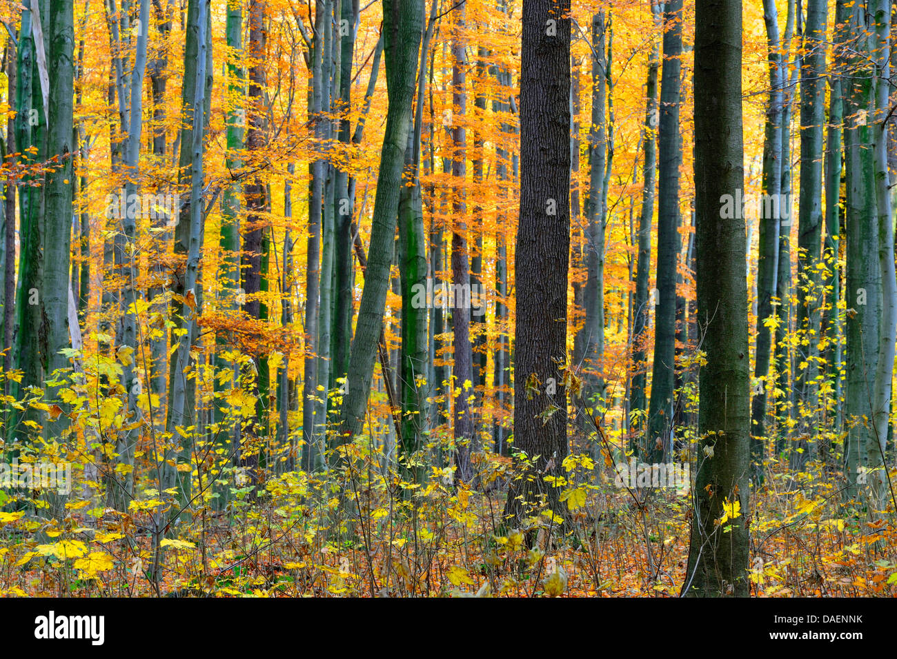 Wood trees vegetation hi-res stock photography and images - Alamy